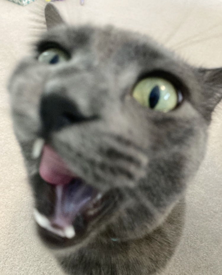 Feed Me! Is Dry Food or Wet Food Better for Cats? – Pawsitive Purrpose