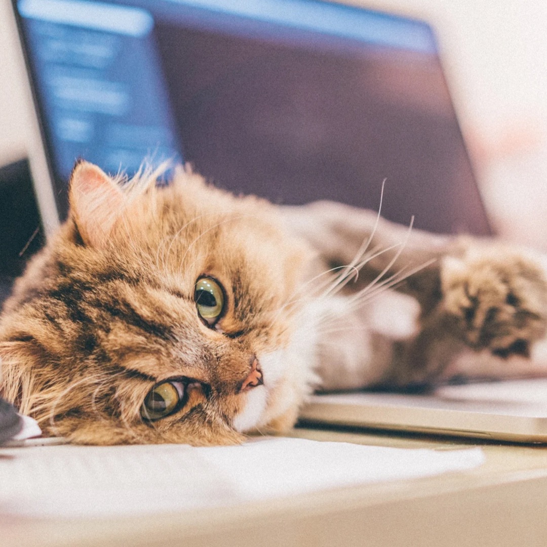 Tips and Tricks for Working from Home with a Cat – Pawsitive Purrpose