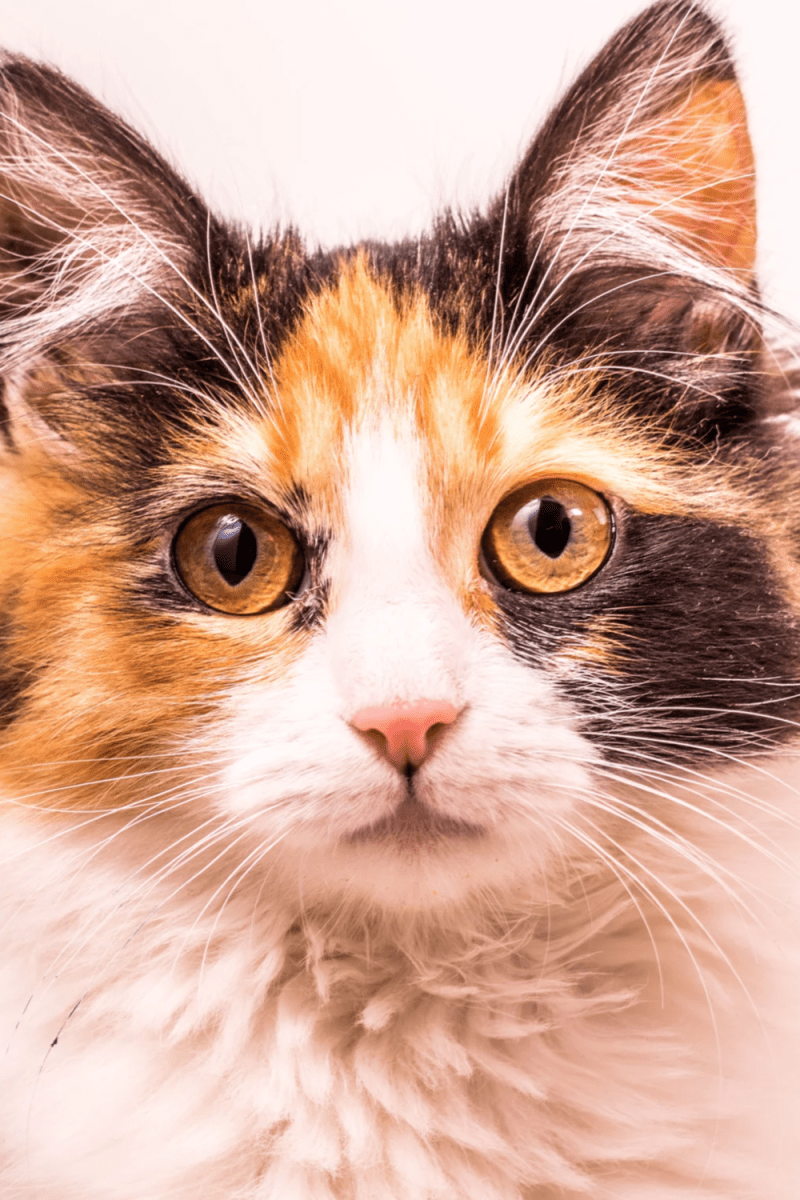 How to Celebrate Your Cat’s Gotcha Day – Pawsitive Purrpose