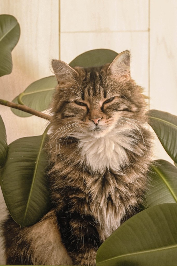 Achoo! Allergy Relief Tips for Cat Guardians – Pawsitive Purrpose