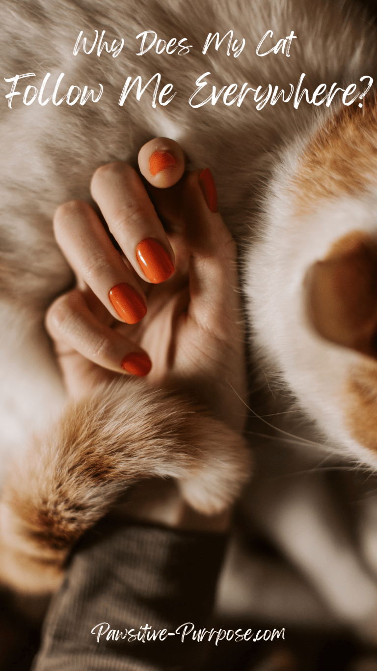 Why Does My Cat Follow Me Everywhere? – Pawsitive Purrpose