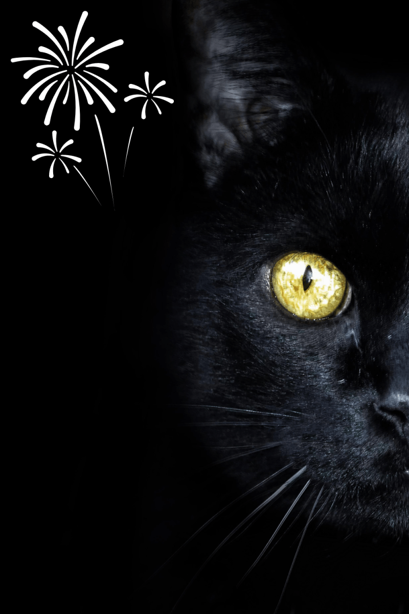 My Cat is Scared of Fireworks. What Do I Do? – Pawsitive Purrpose