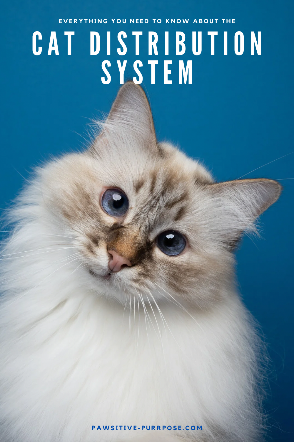 Everything You Need to Know About the Cat Distribution System ...