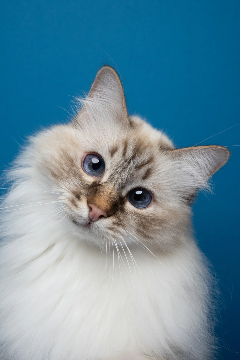 Everything You Need to Know About the Cat Distribution System ...