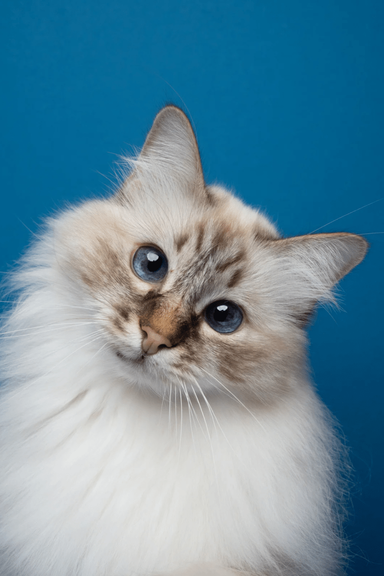 Everything You Need to Know About the Cat Distribution System ...